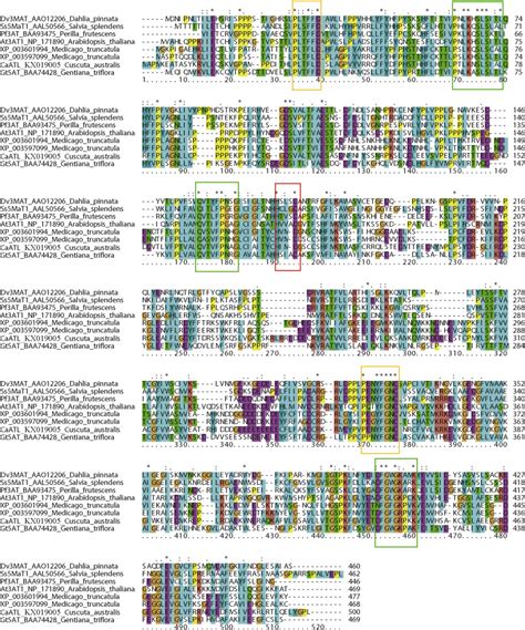 Multiple Sequence Alignment Of Representative Ats Mats Caatl And Its