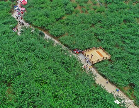 武平东留芙蓉李已成强镇富民产业 新闻资讯 武平新闻网