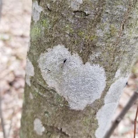 Common Script Lichen Graphis Scripta Mushroom Identification Habitat And Uses