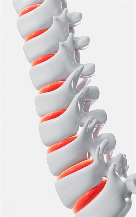 Premium Photo Human Spine Model Specification For Human Vertebrae