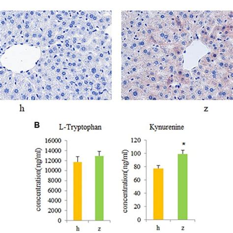 Fecal Microbiota Transplantation Fmt Findings A Histopathological