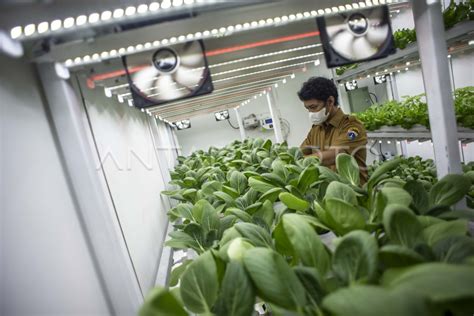 BUDIDAYA TANAMAN METODE CONTAINER FARMING ANTARA Foto