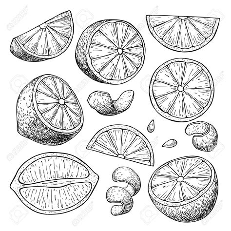 Freehand Drawn Black And White Cartoon Cut Lemon Stoc