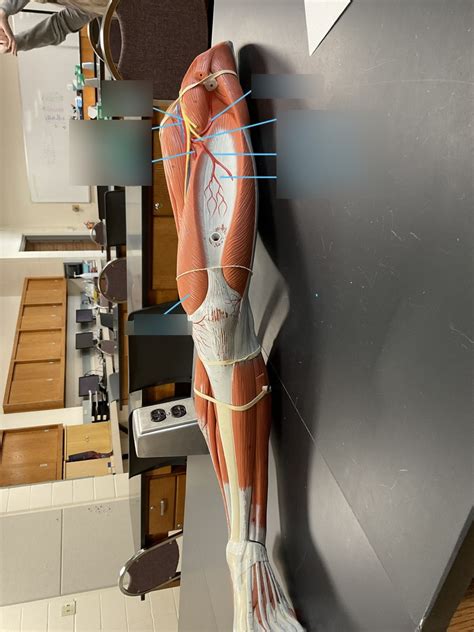 Leg Muscles Pt 4 Diagram Quizlet