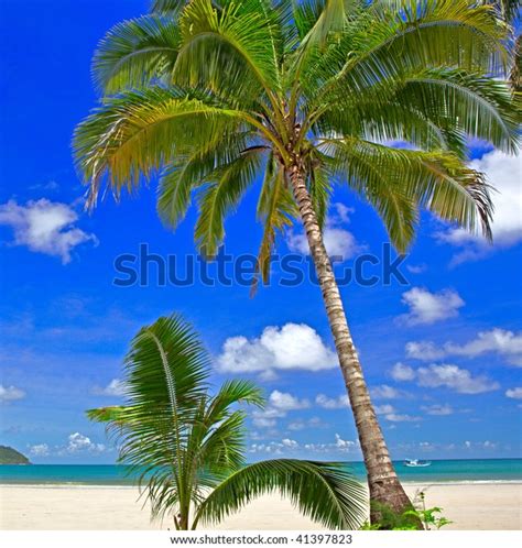 Couple Palm Tree On Tropical Beach Stock Photo Shutterstock