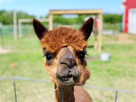 Premium Photo Beautiful Llama