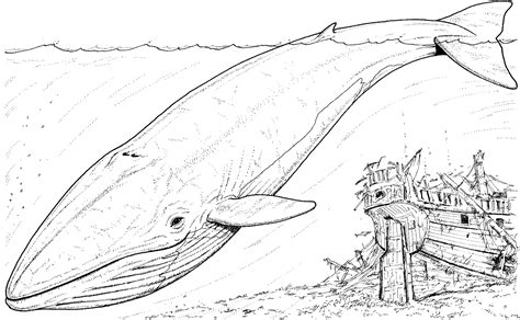 クラフト 塗り絵 海動植物 クジラ