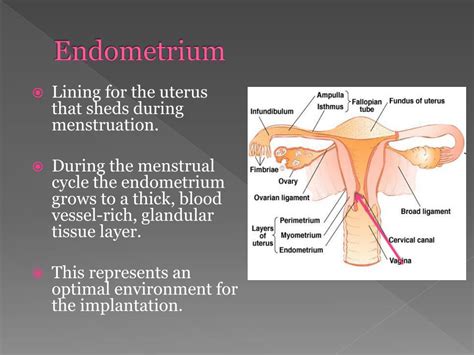 Ppt Female Anatomy Powerpoint Presentation Free Download Id2029925