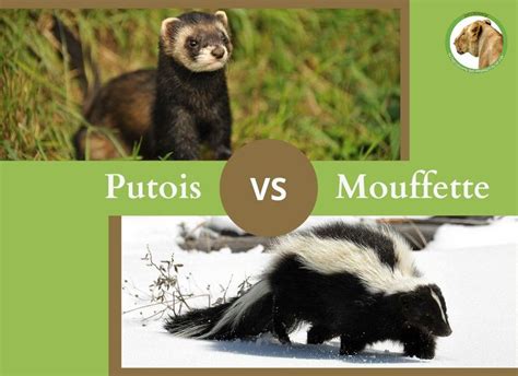 NE CONFONDEZ PLUS LE PUTOIS ET LA MOUFETTE Dictionnaire Des Animaux