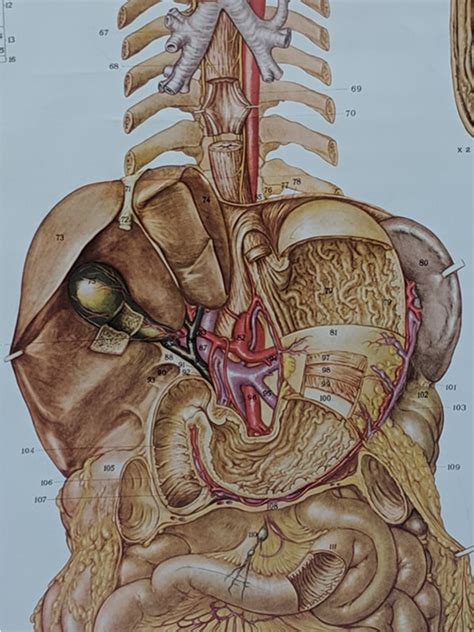 Stomach Chart Diagram Quizlet