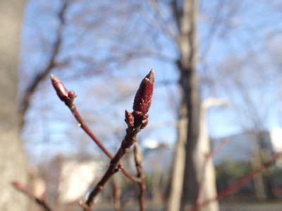 ミズキの冬芽 相模原市立博物館の職員ブログ
