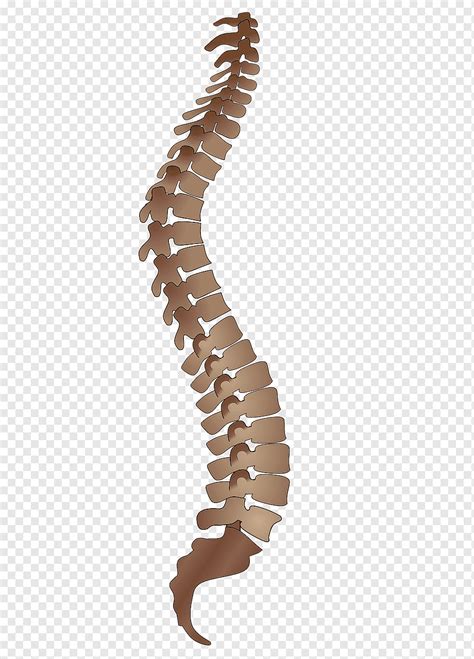 Coluna Vertebral Osso Esqueleto Movimento Png PNGWing