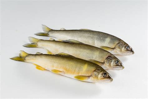【凍凍鮮】宜蘭養殖大尾爆蛋母香魚160g 海鮮冷凍產地直送肉品蝦子燒烤水產干貝火鍋炸烤 蝦皮購物