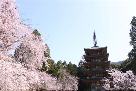 醍醐寺の桜豊臣秀吉が催した醍醐の花見は日本一のお花見 伏見醍醐 とっておきの京都プロジェクト