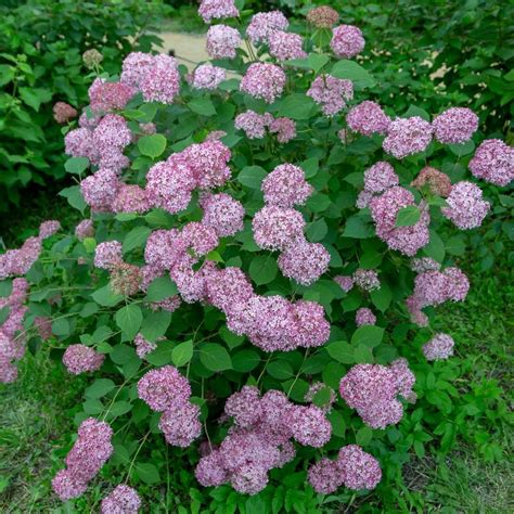Hydrangea Arborescence ‘invincibelle Ruby Coastal Gardens