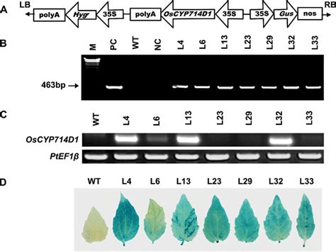 Structure Of The Plant Expression Vector And Confirmation Of Transgenic Download Scientific