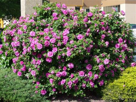 The Okanagan Xeriscape Association Oxa Provides Xeriscape Information
