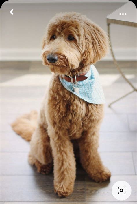 10 Goldendoodle Haircuts Ideas Goldendoodle Haircuts Goldendoodle