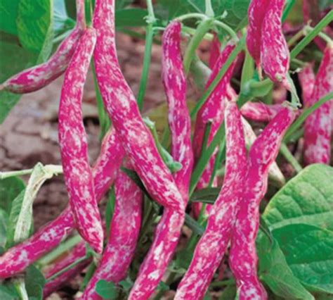 بذور فاصوليا باربونيا Qadha Kuwait