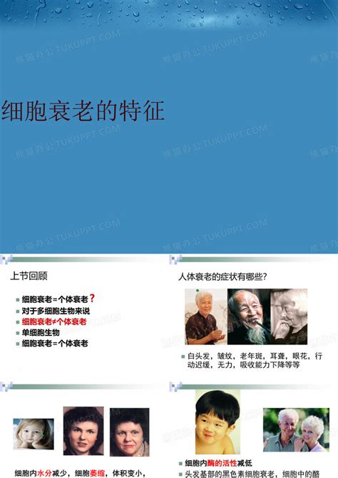 细胞衰老的特征ppt模板下载 编号lwxdzyne 熊猫办公