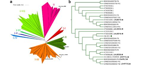 Phylogenetic Tree Of Lateral Organ Boundaries Domain Transcription