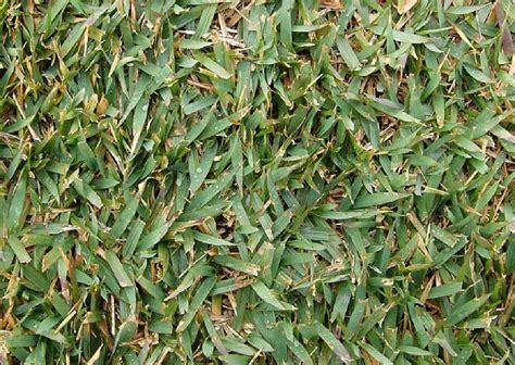 Zoysia Grass