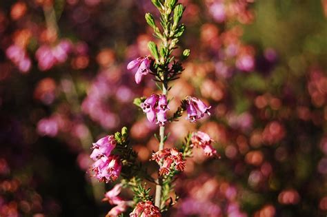 Bloemen Jeneverbes Wilde Gratis Foto Op Pixabay Pixabay