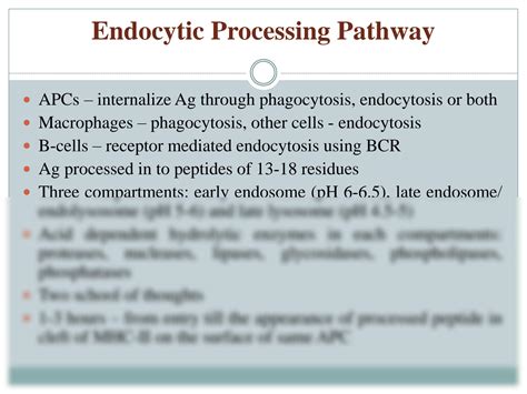 SOLUTION Antigen Processing Presentation Studypool