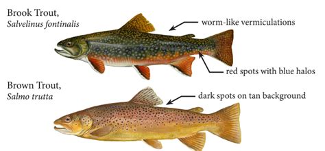 Fall 2024 Trout Stocking To Begin Across Maryland The Baynet