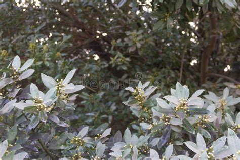 Branches Of The Laurel Tree Of The Organic Garden Stock Image Image