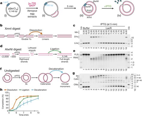 A Model System To Study Replication Termination A Scheme To Induce