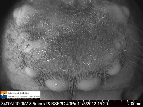Scanning Electron Microscope Blog A Jumping Spider