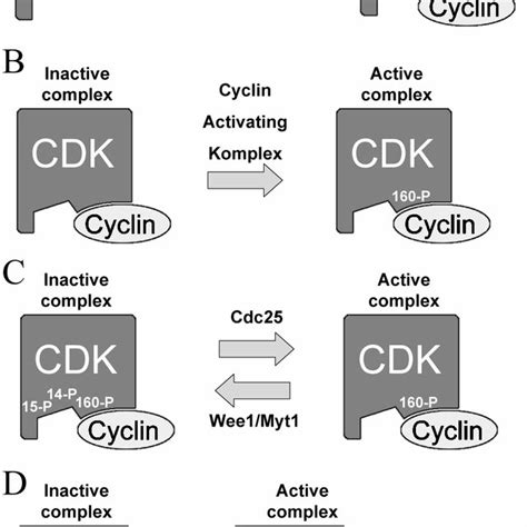 Cyclin And The Cyclin Dependent Kinase Cdk Forms A Complex With