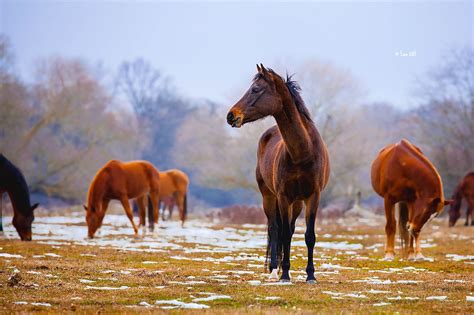 Horses Fuck Yeah Horses Animals Westerns