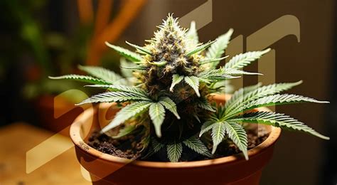 آموزش کامل کاشت ماریجوانا صفر تا صد معرفی قوی‌ترین نژاد و بهترین کود