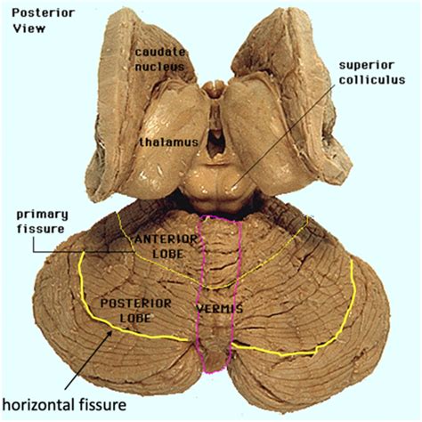 Psyc 377 Cerebellum Flashcards Quizlet