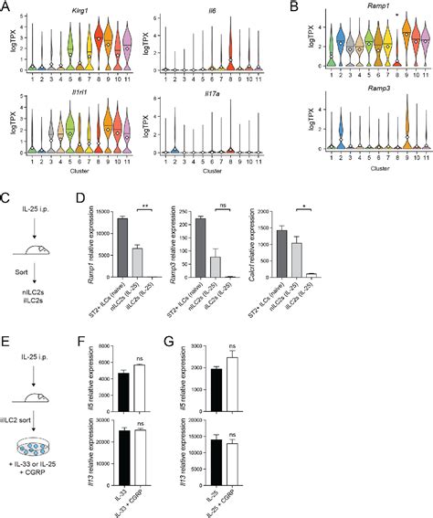 Figure 2 From Calcitonin Gene Related Peptide Negatively Regulates