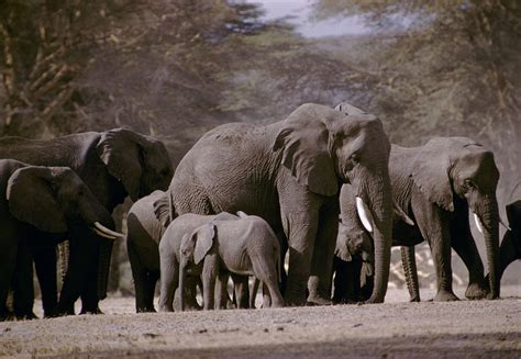 African Elephant Tusks Incisor Teeth