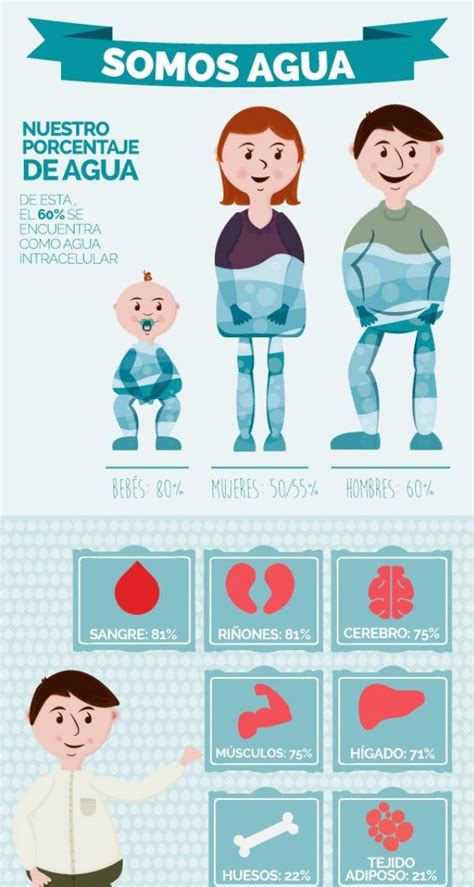 El agua en el cuerpo humano y sus funciones Infografías y Remedios
