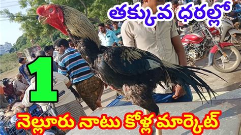 Nellore Sunday Natukolla Market 20 8 2023 నెల్లూరు నాటు కోళ్ల మార్కెట్