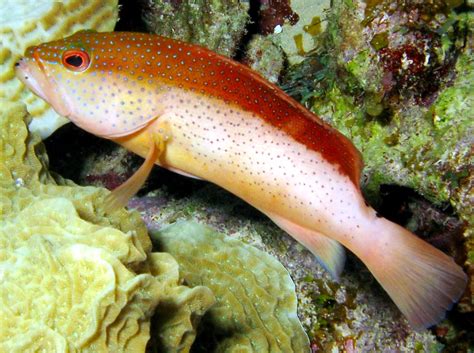 Coney - Bicolor - Cephalopholis fulva - Grand Cayman - Photo 1 ...