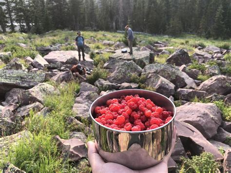Found Dozens Of Wild Raspberry Bushes With My Cousins In The High