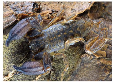 The Scorpion Files Newsblog Two New Species Of Chaerilus From Southern