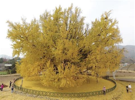 800 Year Old Ginkgo In South Korea R Ginkgo Biloba