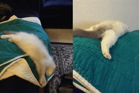 Pictures Of Ragdoll Cats Showing Their Floppiness Lounging Cats
