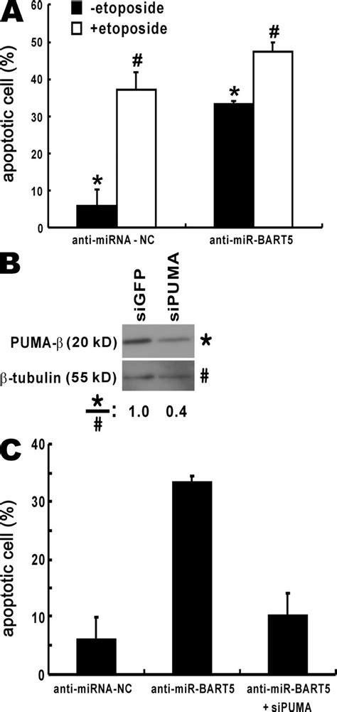 Inhibition Of Mir Bart5 In C666 1 Cells Induces Apoptosis A