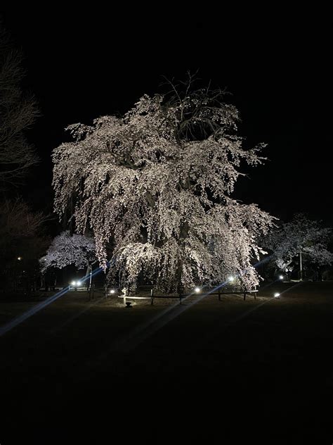 Night Cherry Blossoms At Matsumoto Castle