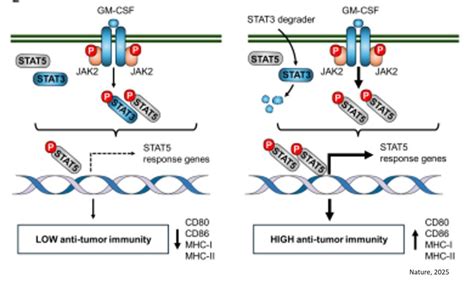 Stat5 And Stat3 Balance Shapes Tumor Immunity Sciencemission