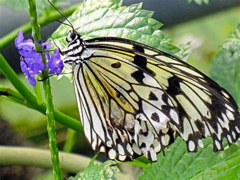 Borboleta Insetos Flor Foto Gratuita No Pixabay Pixabay