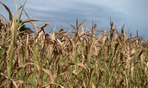 Scientists Detail Full Genome Of Wheat For First Time EgyptToday